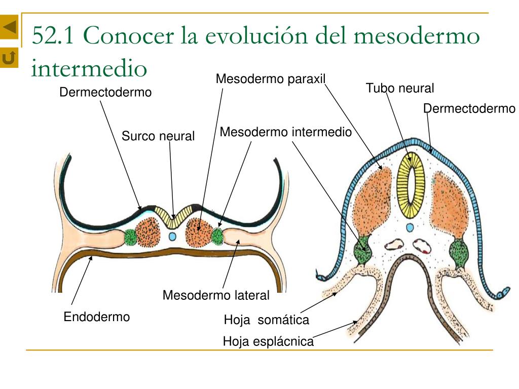 PPT - Tema 52. Desarrollo del Aparato Urinario. PowerPoint Presentation ...