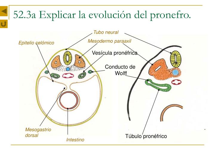PPT - Tema 52. Desarrollo del Aparato Urinario. PowerPoint Presentation ...