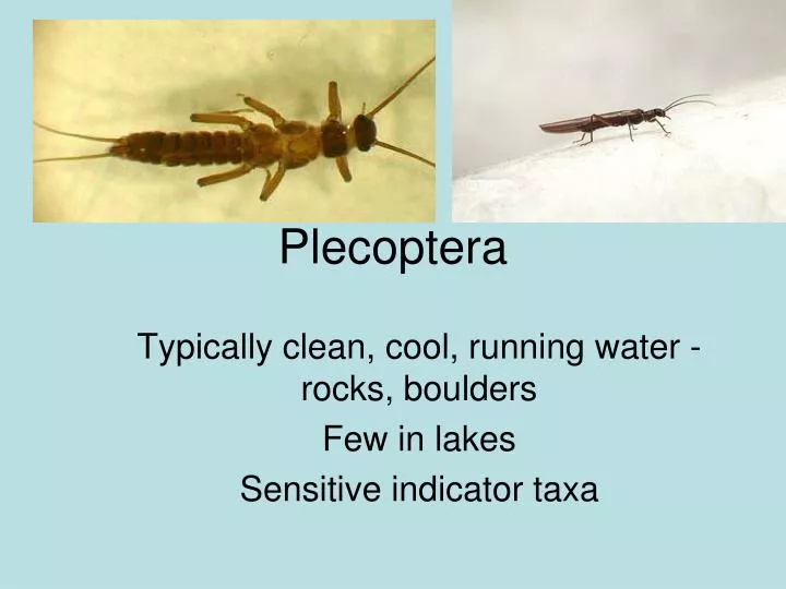 PPT - Plecoptera PowerPoint Presentation, free download - ID:5753703
