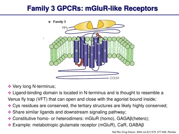 PPT - G-Protein-Coupled Receptor (GPCR): Structure and Function ...