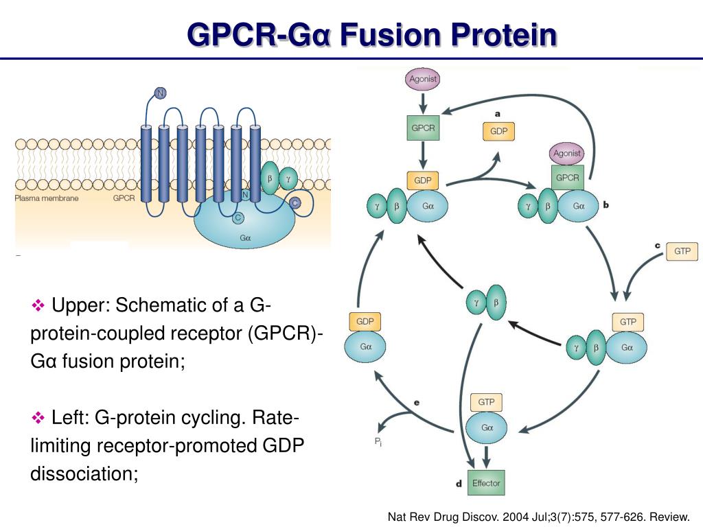Ppt G Protein Coupled Receptor Gpcr Structure And Function