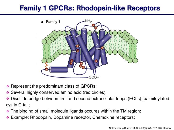 PPT - G-Protein-Coupled Receptor (GPCR): Structure and Function ...