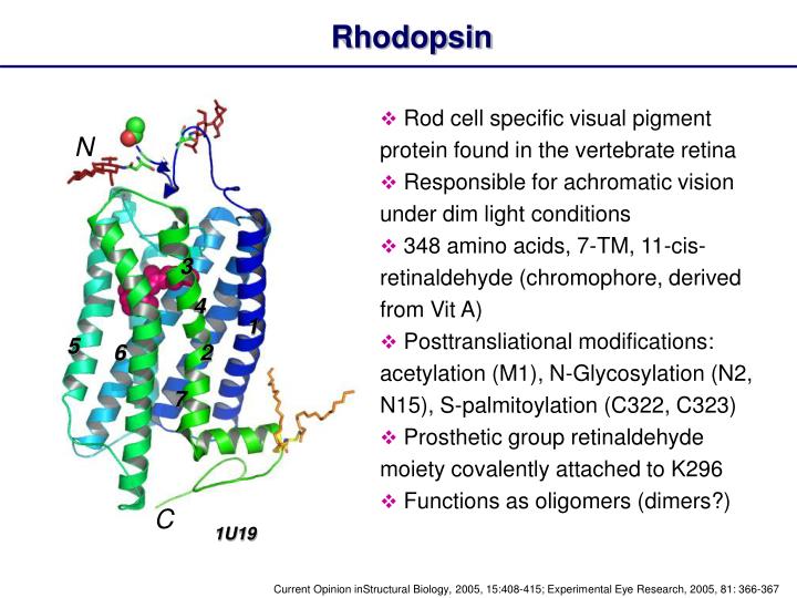 PPT - G-Protein-Coupled Receptor (GPCR): Structure and Function ...