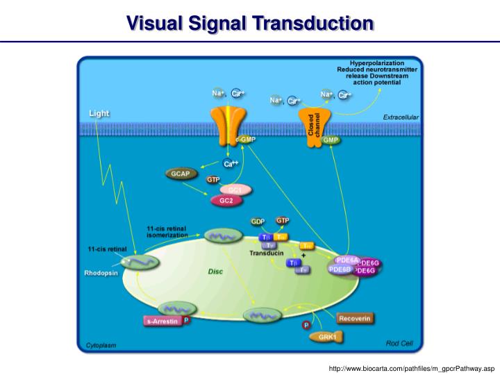 PPT - G-Protein-Coupled Receptor (GPCR): Structure and Function ...