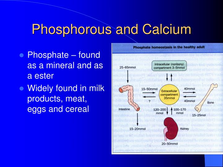 PPT - Metabolic Bone Disease PowerPoint Presentation - ID:5754573