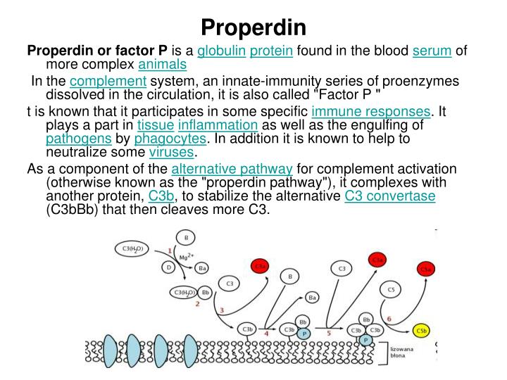 PPT - ‍ Complement system PowerPoint Presentation - ID:5754596