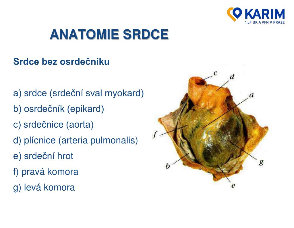 PPT - Anatomie a fyziologie krevního oběhu PowerPoint Presentation ...