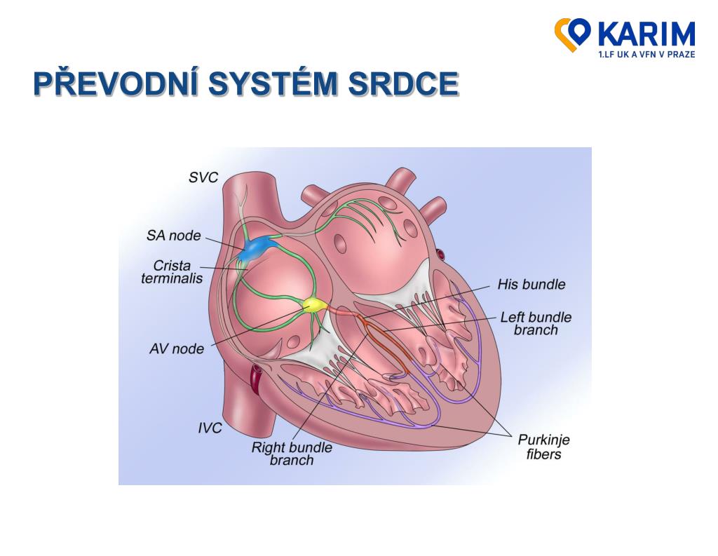 PPT - Anatomie a fyziologie krevního oběhu PowerPoint Presentation ...
