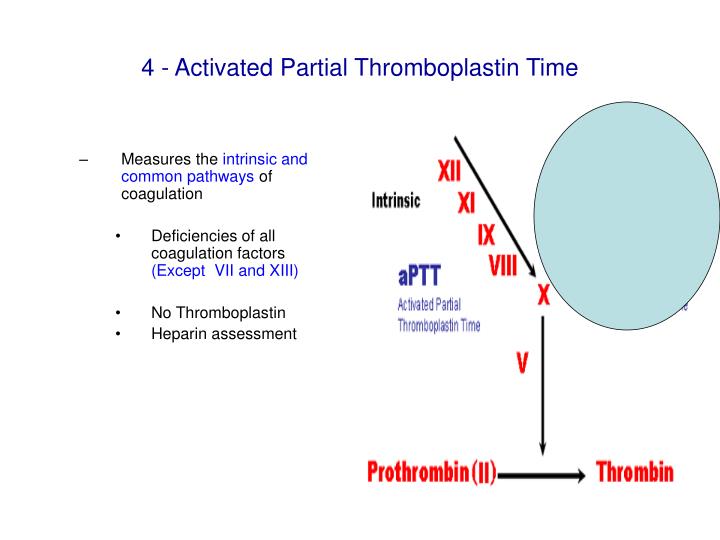 PPT - Bleeding Diathesis PowerPoint Presentation - ID:5755518