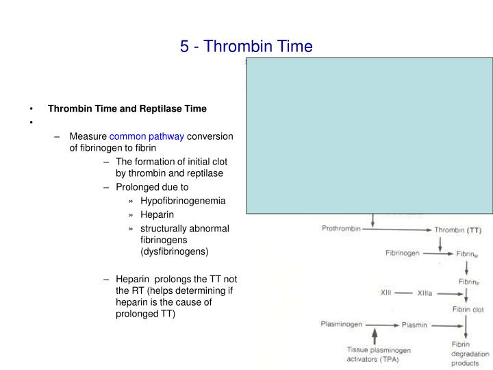 PPT - Bleeding Diathesis PowerPoint Presentation - ID:5755518