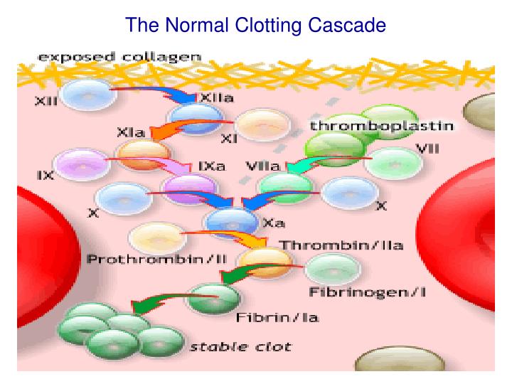 PPT - Bleeding Diathesis PowerPoint Presentation - ID:5755518