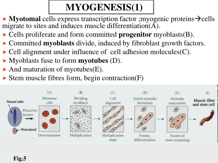 PPT - Organogenesis(1). Somitogenesis and derivatives of somites ...