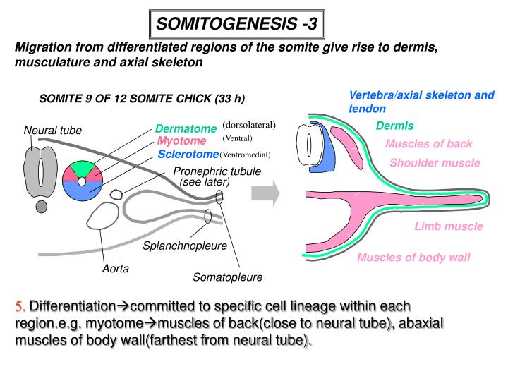 PPT - Organogenesis(1). Somitogenesis and derivatives of somites ...