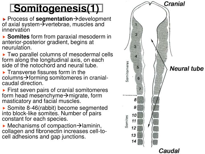 PPT - Organogenesis(1). Somitogenesis and derivatives of somites ...