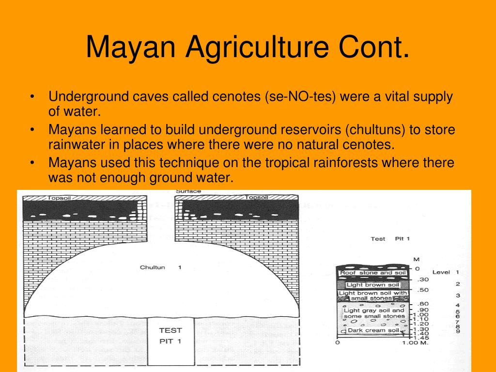 PPT - Top Ten Maya Foods PowerPoint Presentation, free download - ID ...