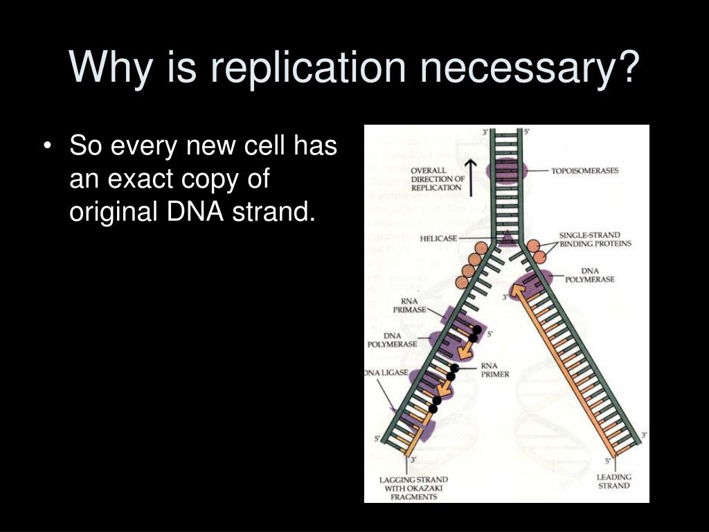 Ppt Dna Replication Chromosomes And The Cell Cycle Powerpoint