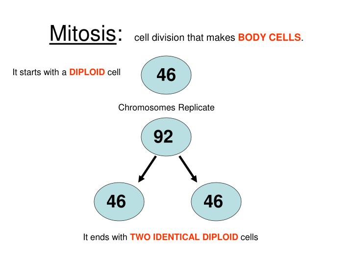 PPT - HOW MANY CHROMOSOMES ARE FOUND IN EACH HUMAN BODY CELL ...