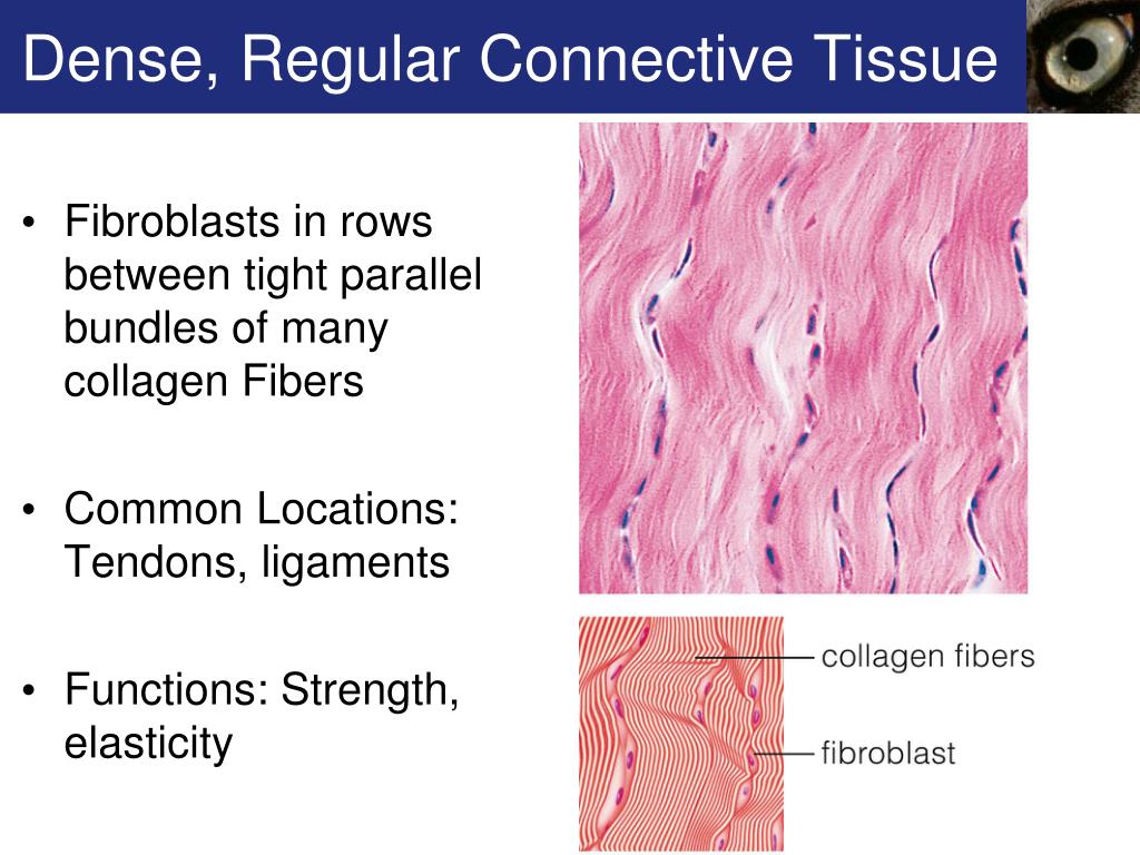 Dense Regular Connective Tissue Diagram
