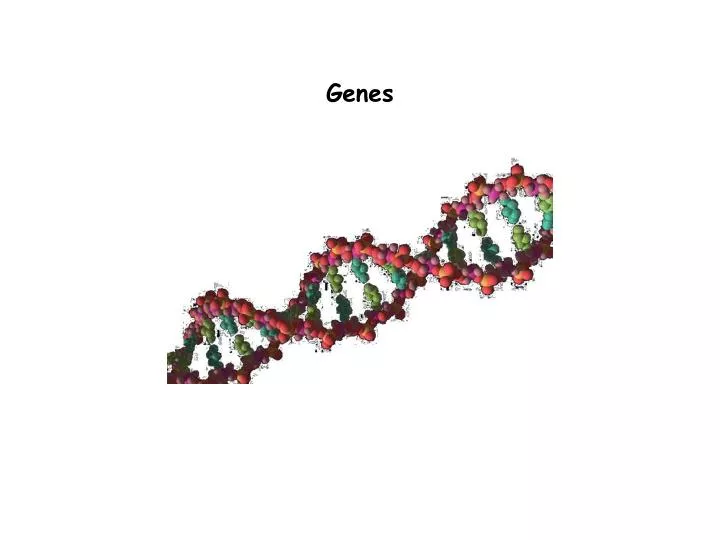 PPT - Genes PowerPoint Presentation, free download - ID:5761776