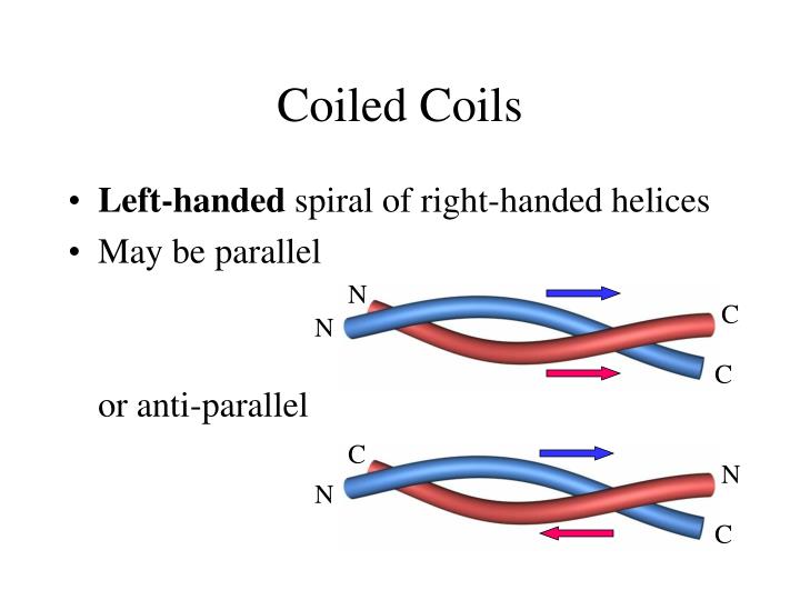 PPT - Coiled Coils PowerPoint Presentation - ID:5763565