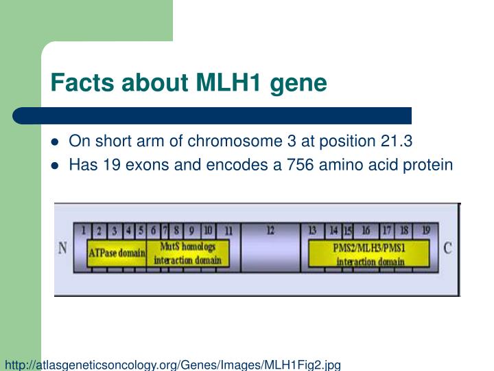 PPT - MLH1: Hereditary non-polyposis colon cancer (HNPCC) PowerPoint ...