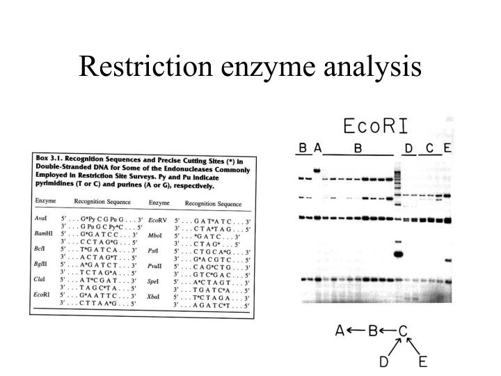 PPT - Restriction enzyme analysis PowerPoint Presentation - ID:5765889