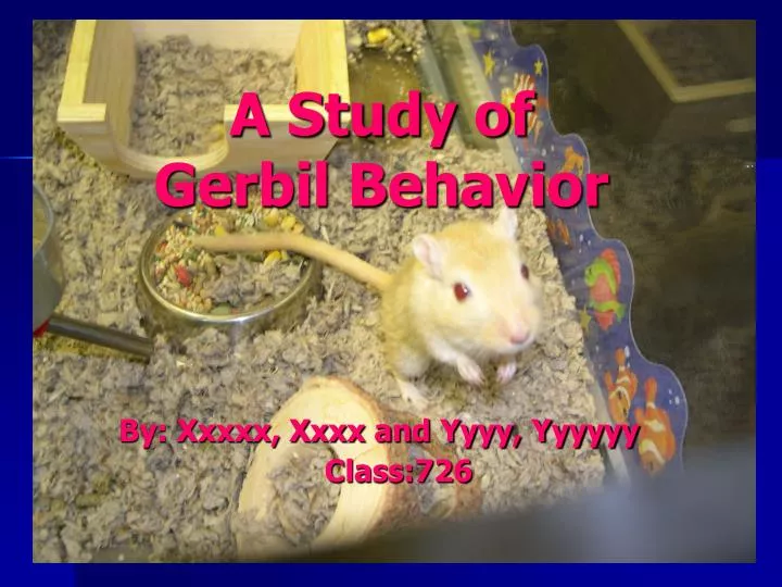 PPT - A Study of Gerbil Behavior PowerPoint Presentation, free download ...