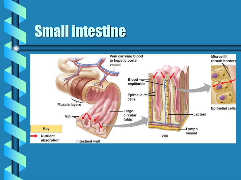 PPT - Chapter 29: Nutrition and Digestion (pg 634 – 651) PowerPoint ...