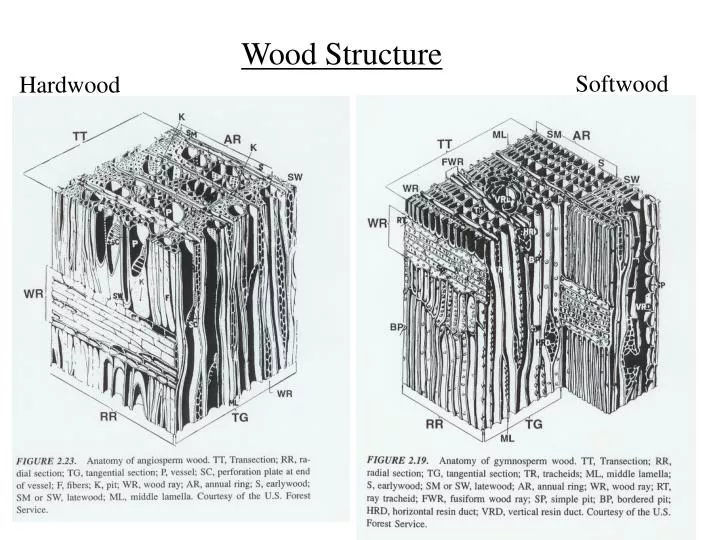 PPT - Wood Structure PowerPoint Presentation, free download - ID:5770888