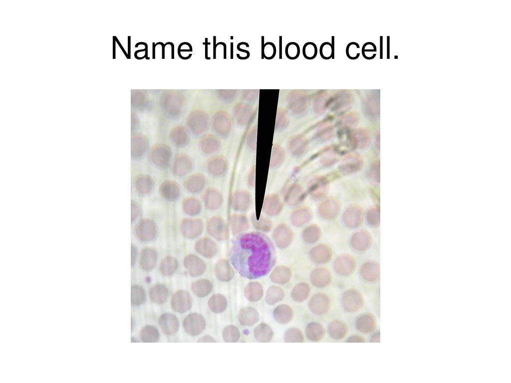 PPT - Blood Cells & Blood Vessel Histology PowerPoint Presentation - ID ...