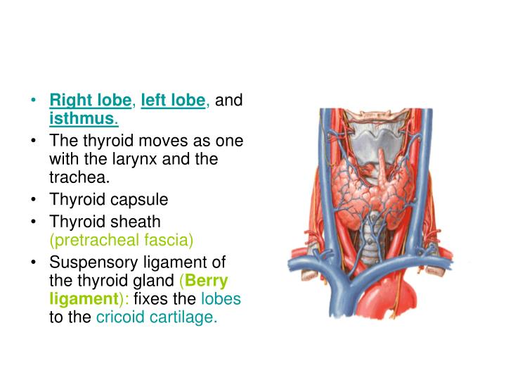 PPT - Viscera of the Neck PowerPoint Presentation - ID:5775057