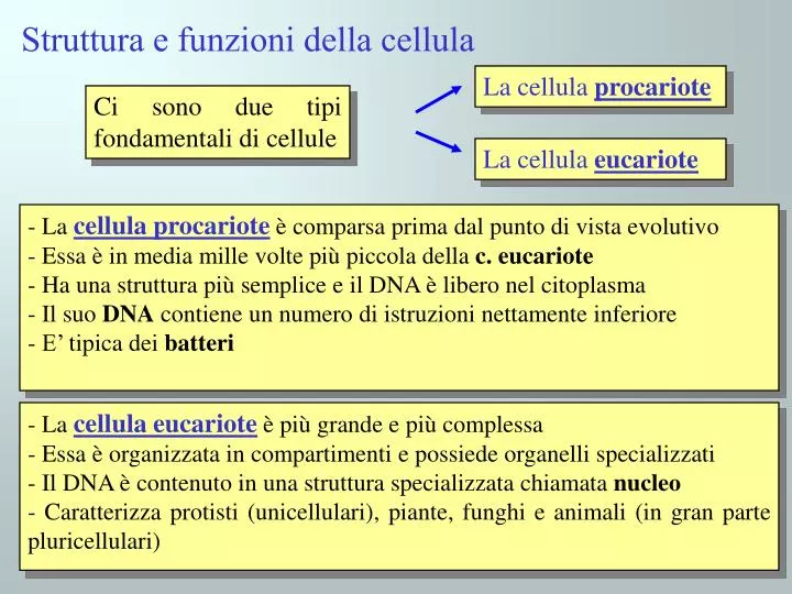 PPT - Struttura e funzioni della cellula PowerPoint Presentation, free download - ID:5776607