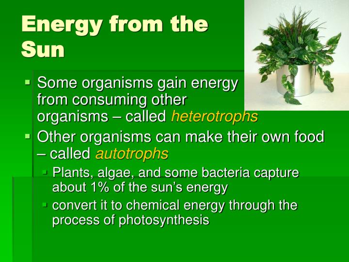 PPT - Photosynthesis and Chemosynthesis PowerPoint Presentation - ID ...