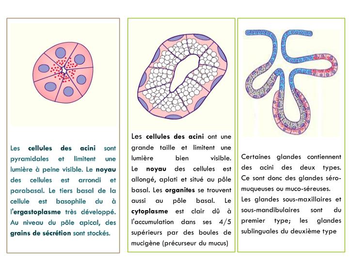 PPT - Les Glandes PowerPoint Presentation - ID:5777346