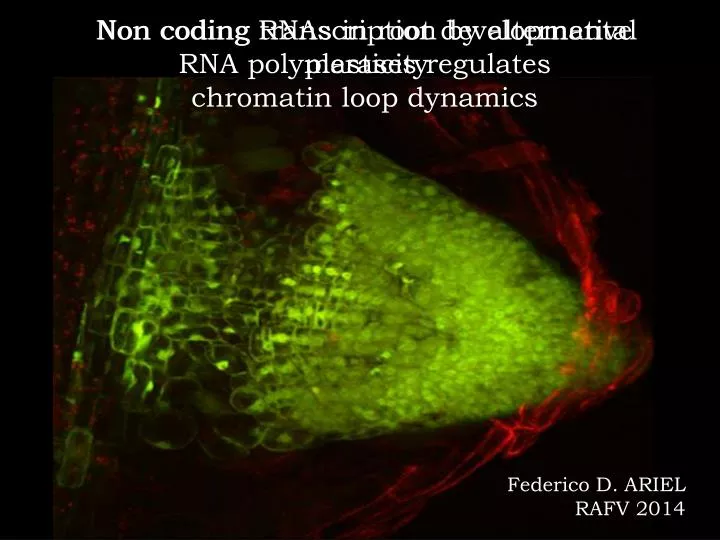 PPT - Non coding transcription by alternative RNA polymerases regulates ...