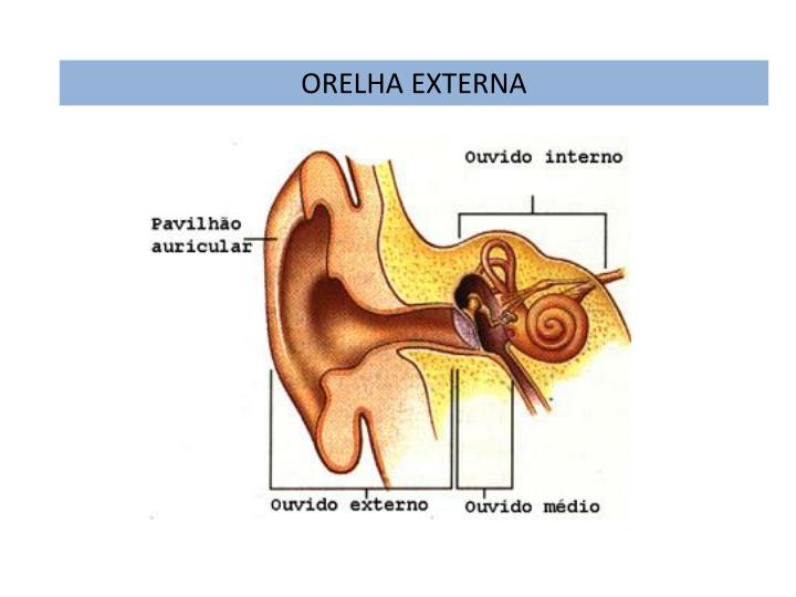 PPT - FISIOLOGIA DA AUDIÇÃO PowerPoint Presentation - ID:5777508