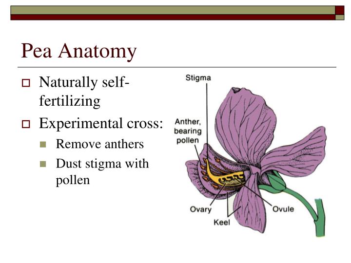 PPT - Genetics PowerPoint Presentation - ID:5778911