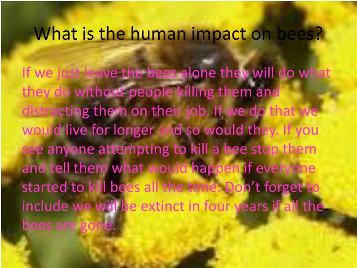 PPT - What is the human impact on bees? PowerPoint Presentation - ID ...