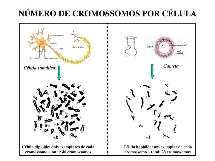 PPT - GAMETAS MASCULINO E FEMININO PowerPoint Presentation - ID:5779412