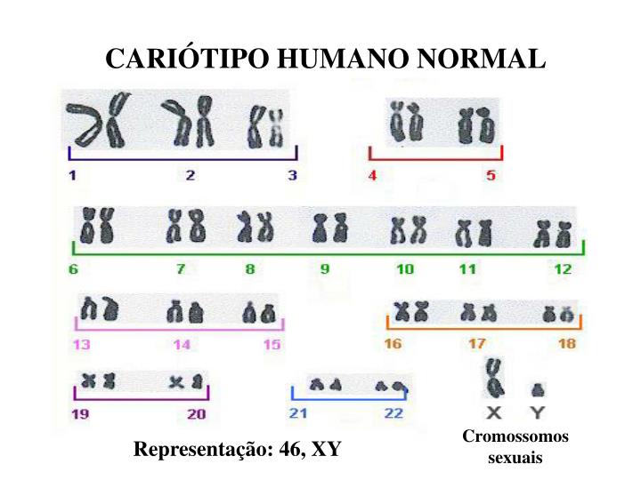 PPT - GAMETAS MASCULINO E FEMININO PowerPoint Presentation - ID:5779412