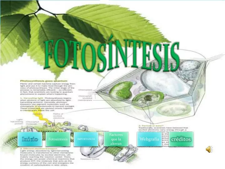 PPT - FOTOSÍNTESIS PowerPoint Presentation, free download - ID:5780038