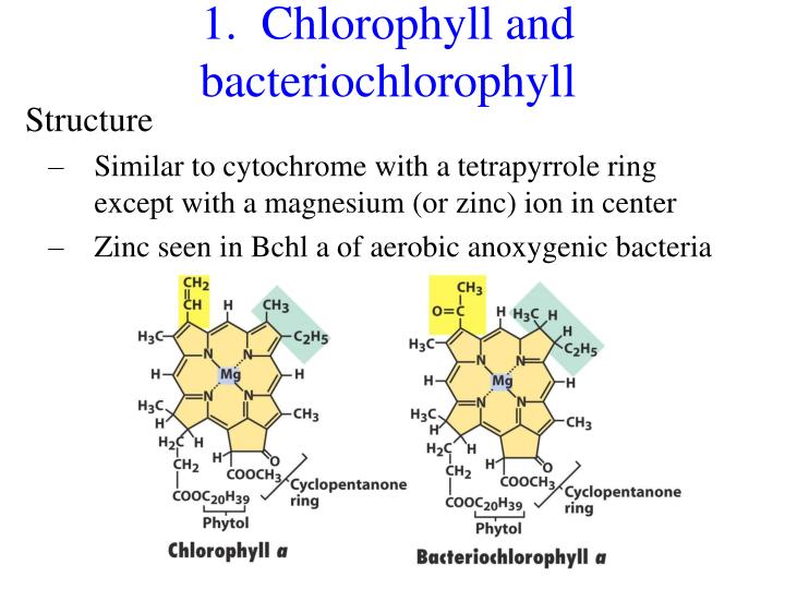PPT - B. Photosynthetic Pigments PowerPoint Presentation - ID:5780174