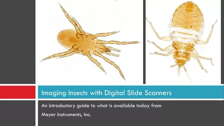 PPT - Imaging Insects with Digital Slide Scanners PowerPoint ...
