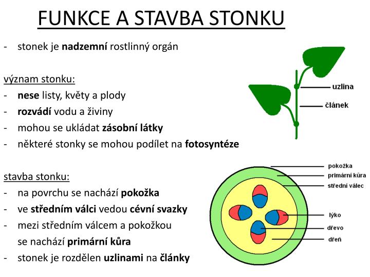 PPT - VY_32_INOVACE_15_11 Základní vzdělávání - Člověk a příroda ...