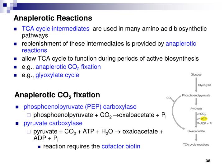 PPT - Chapter 11 Anabolism: The Use of Energy in Biosynthesis ...