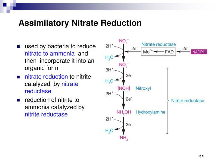 PPT - Chapter 11 Anabolism: The Use of Energy in Biosynthesis ...
