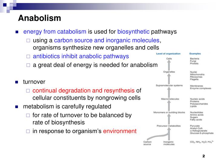 PPT - Chapter 11 Anabolism: The Use of Energy in Biosynthesis ...
