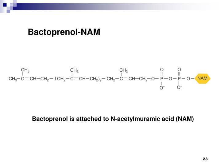 PPT - Chapter 11 Anabolism: The Use of Energy in Biosynthesis ...