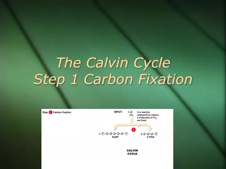 PPT - The Calvin Cycle Step 1 Carbon Fixation PowerPoint Presentation ...