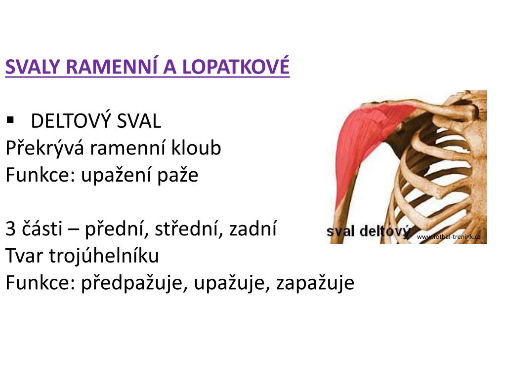 PPT - Není –li uvedeno jinak, je tento materiál zpracován Bc.Marií ...